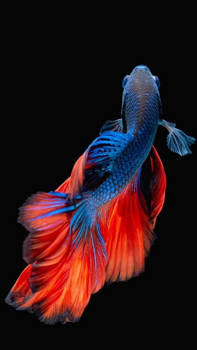 Sưu tầm bộ 99+ hình nền OPPO 4K đẹp, sắc nét nhất